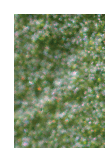 Spidex Vital - Trial Results | Koppert France