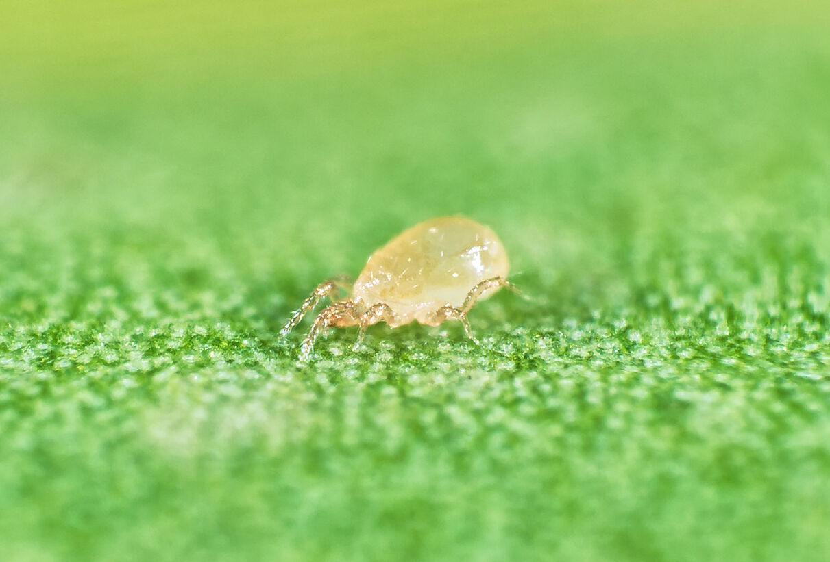 Neoseiulus cucumeris - Acarien Prédateur pour la lutte contre le Thrips