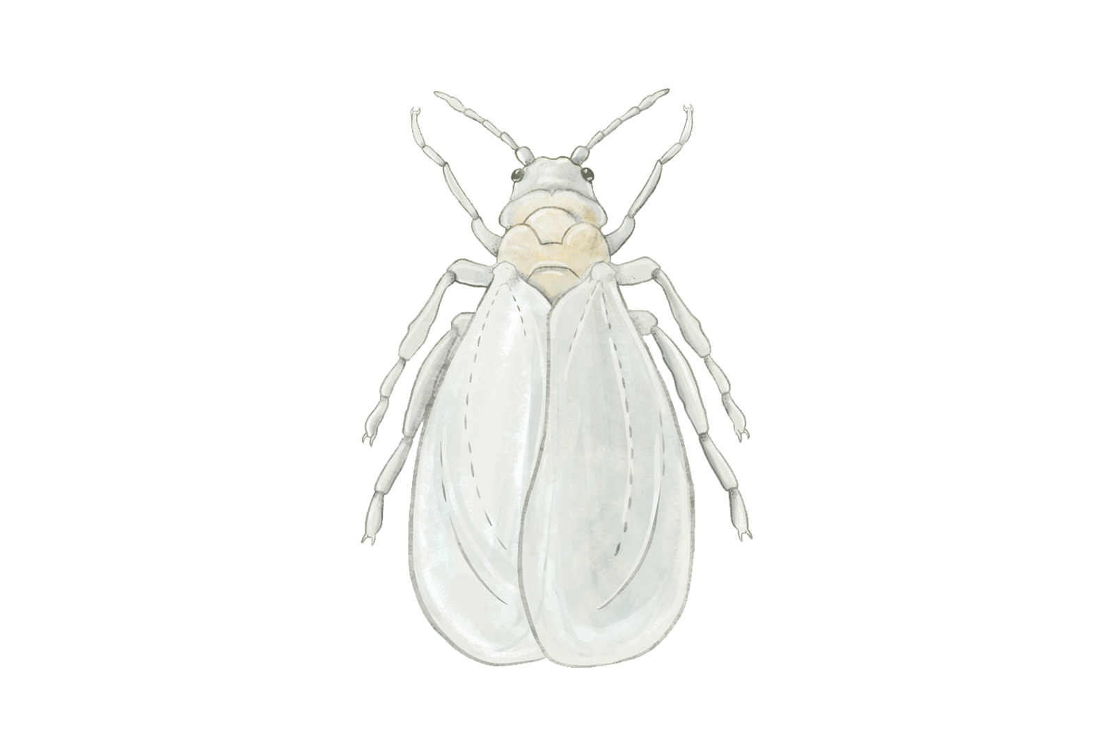 Aleurode - Biocontrôle, dégâts et cycle de vie