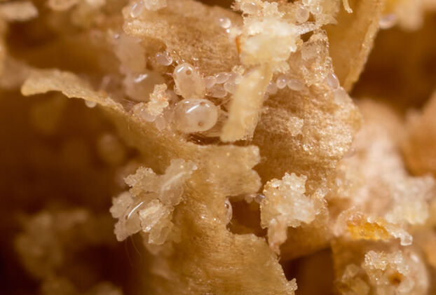 Nutari | Koppert Produits