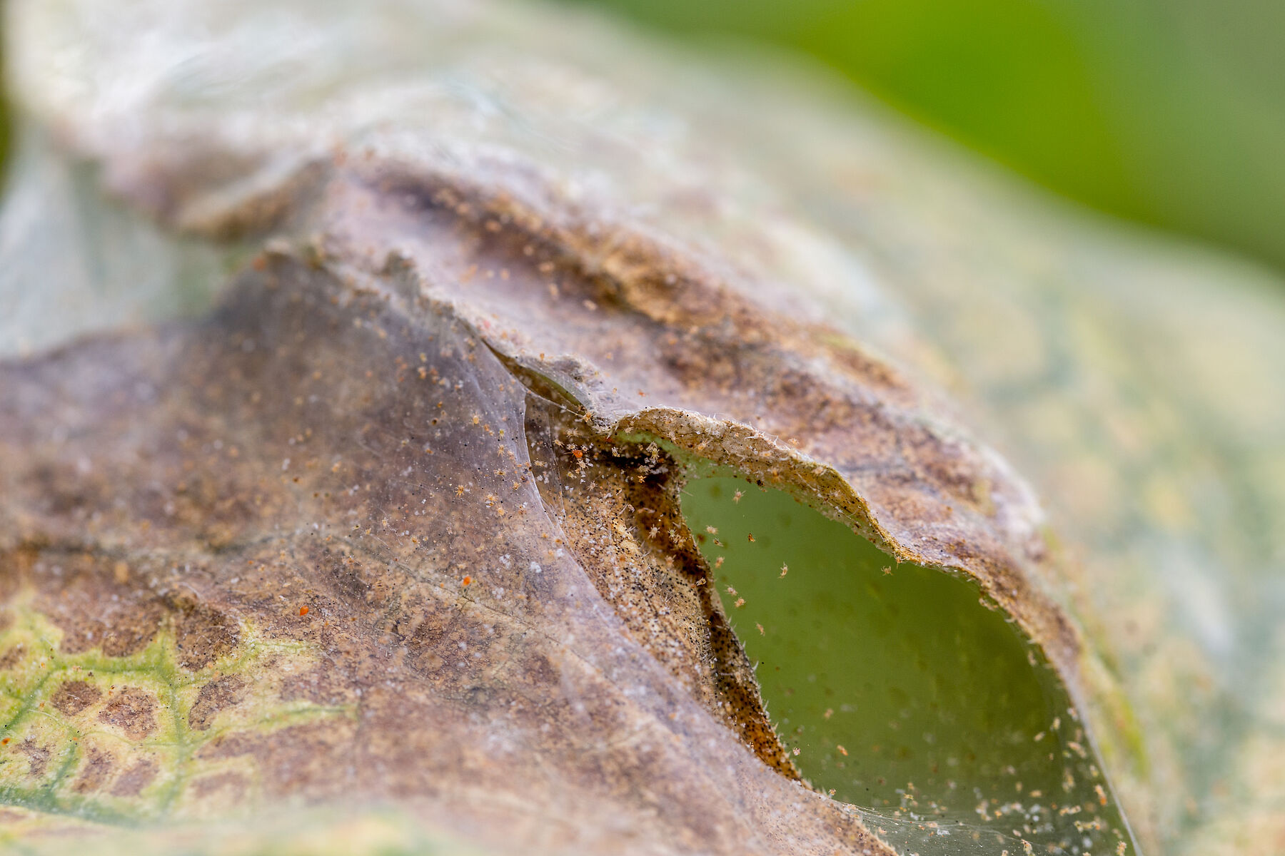 Tétranyque à deux points - Biocontrôle, dégâts et cycle de vie