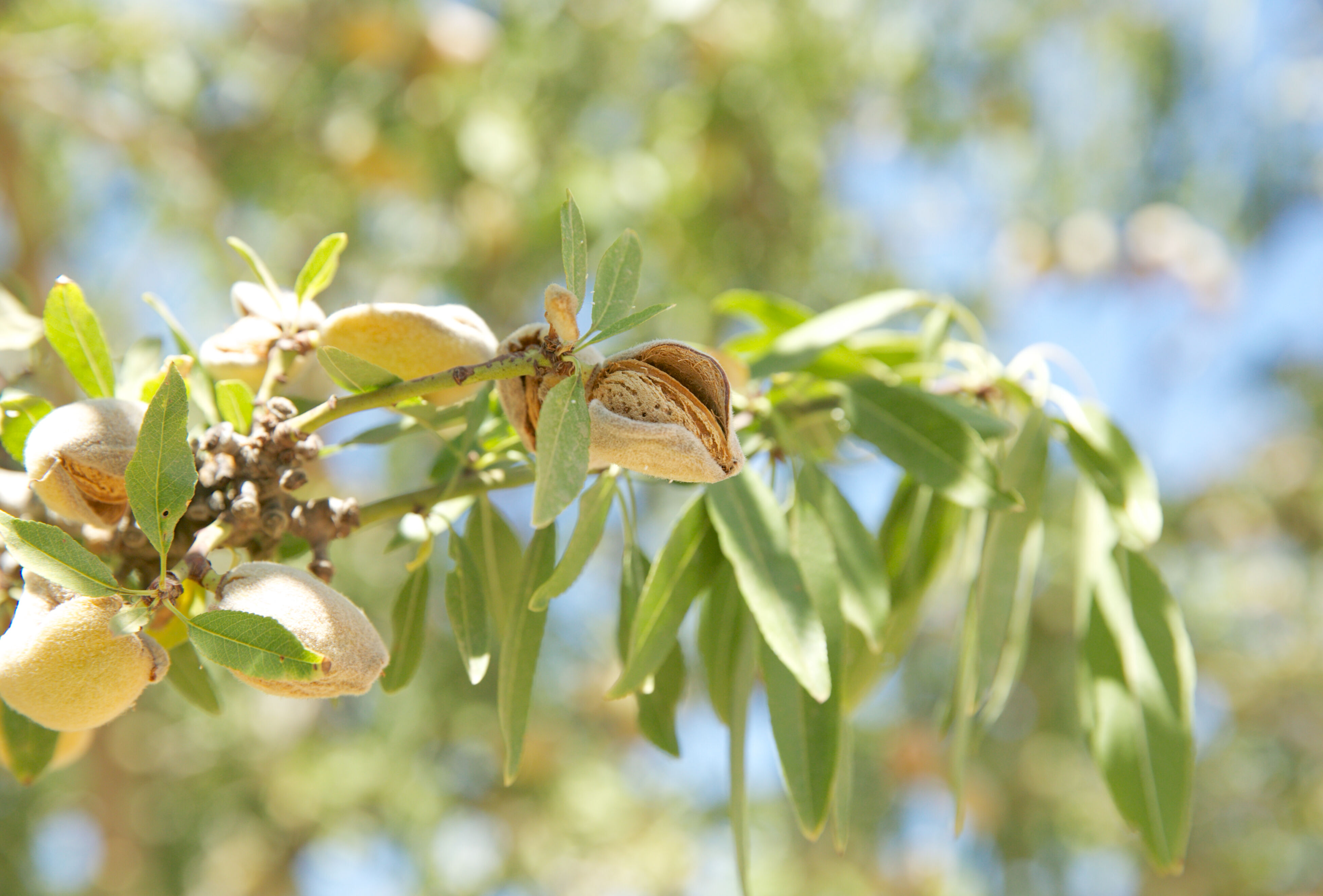 Amandier | Koppert France