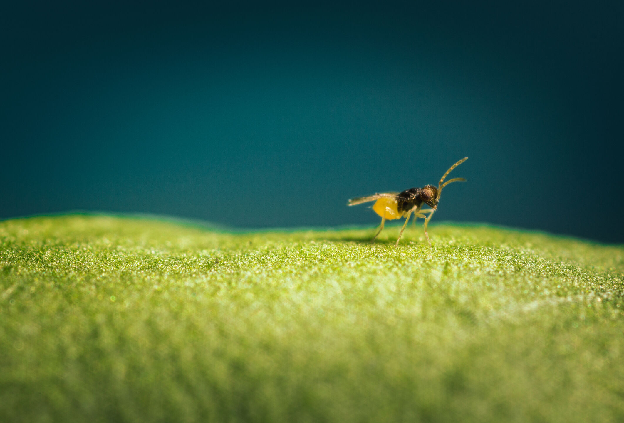 Encarsia formosa (Parasitic Wasp): Biological Control of Whitefly