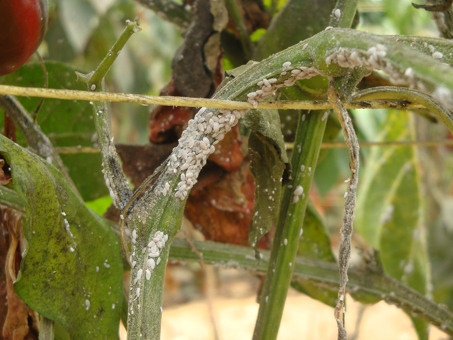 Cochenille des agrumes - Biocontrôle, dégâts et cycle de vie