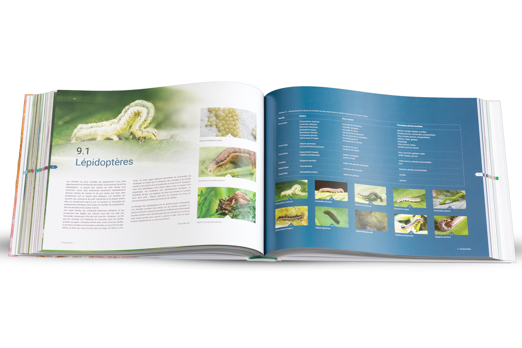 « Connaître & reconnaître » | Koppert France