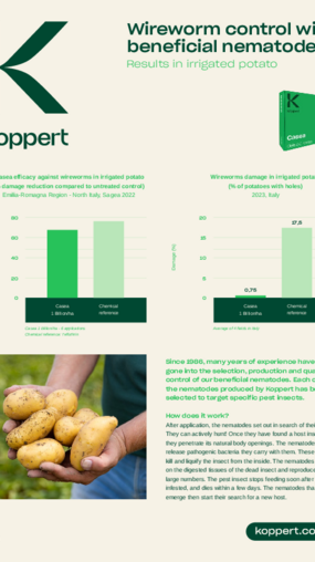 Wireworms control in potatoes with beneficial nematodes | Koppert France