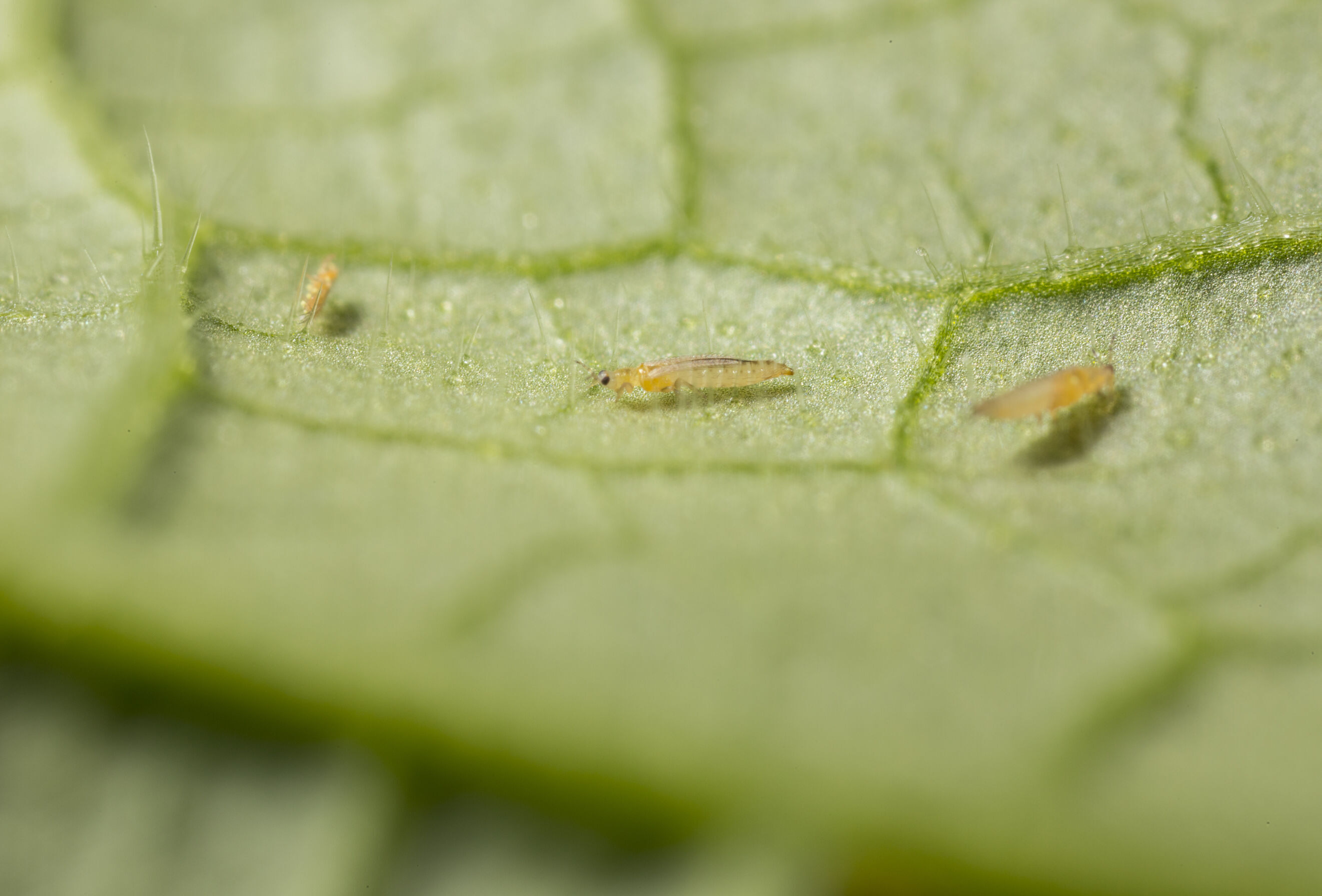 Thrips sur fraise : associer des biosolutions préventives et curatives ...