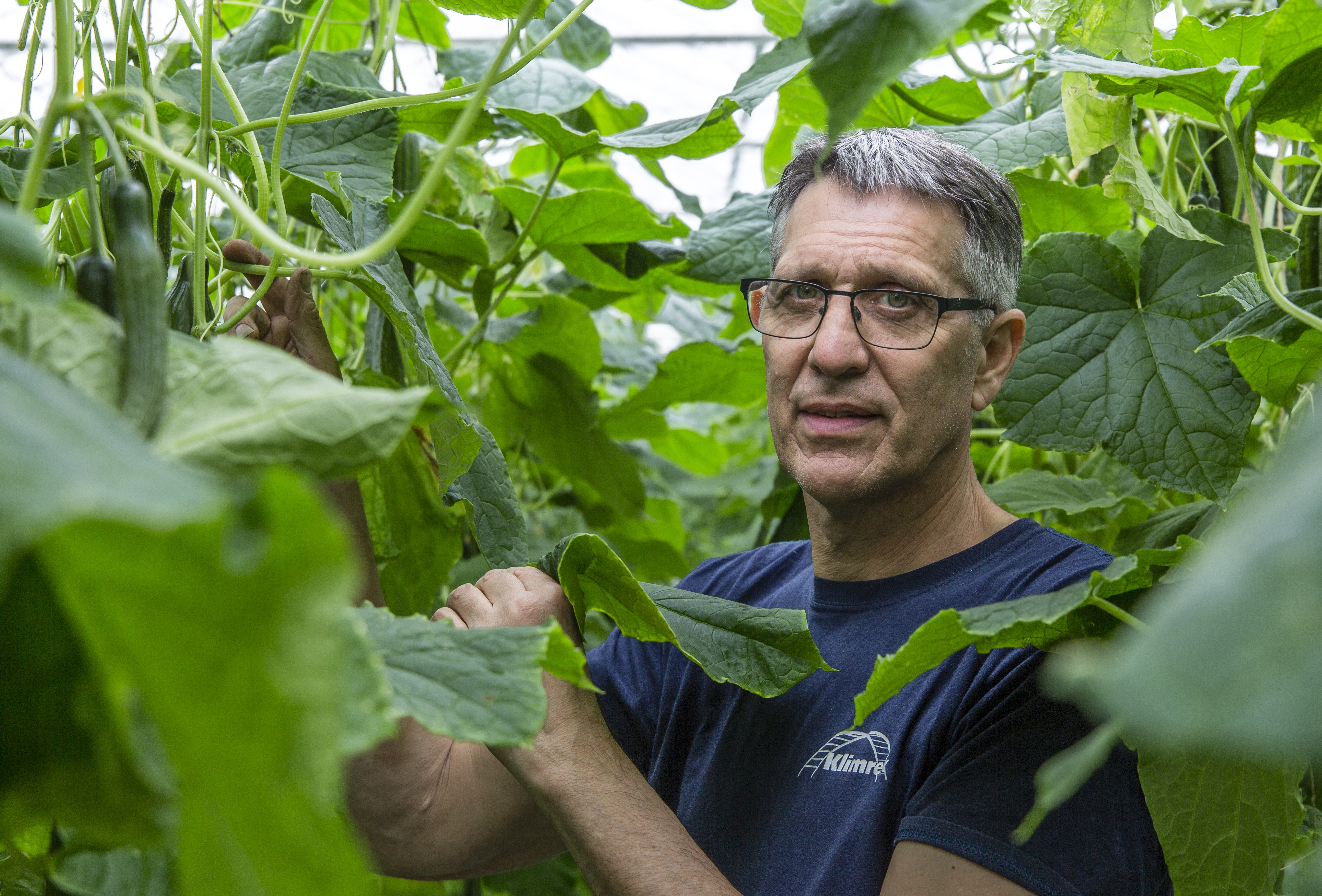 Van Dijk : Lutte efficace contre les acariens prédateurs avec Spidex Vital