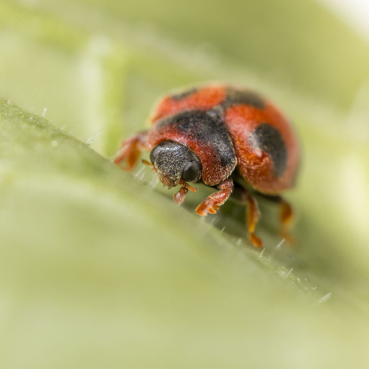 Rodolia cardinalis | Koppert Produits