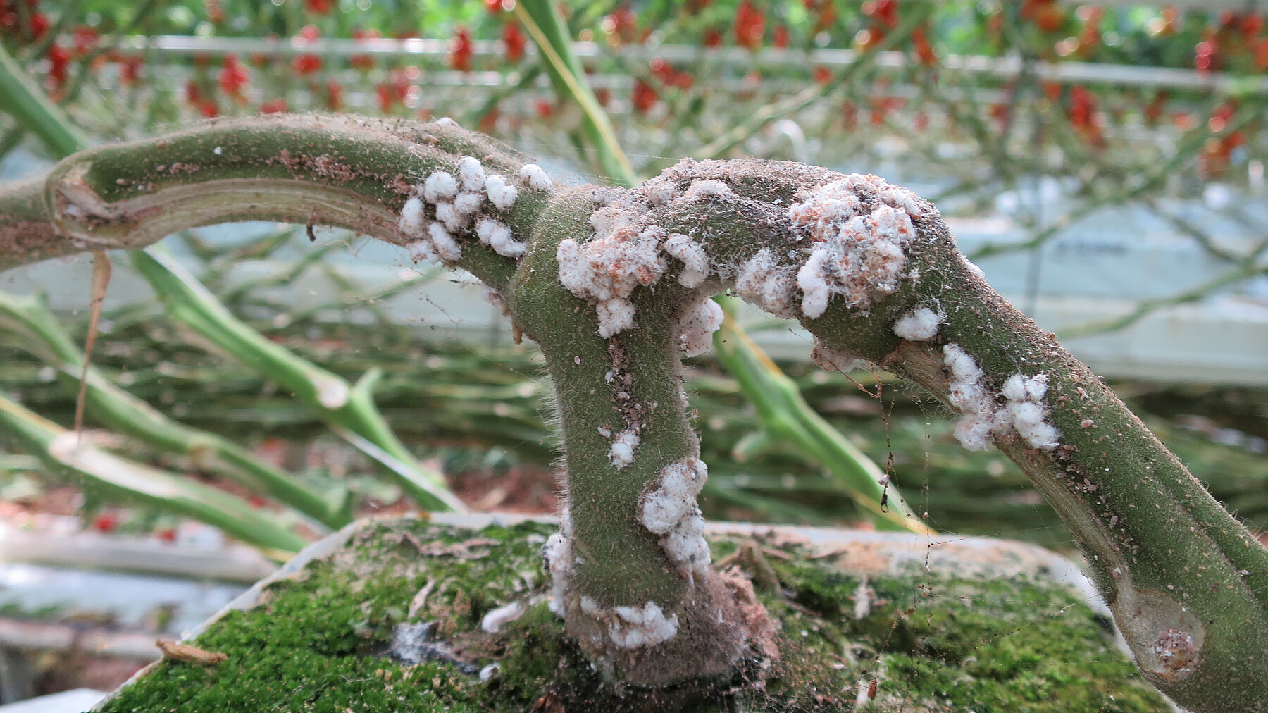 Cochenille des agrumes - Biocontrôle, dégâts et cycle de vie