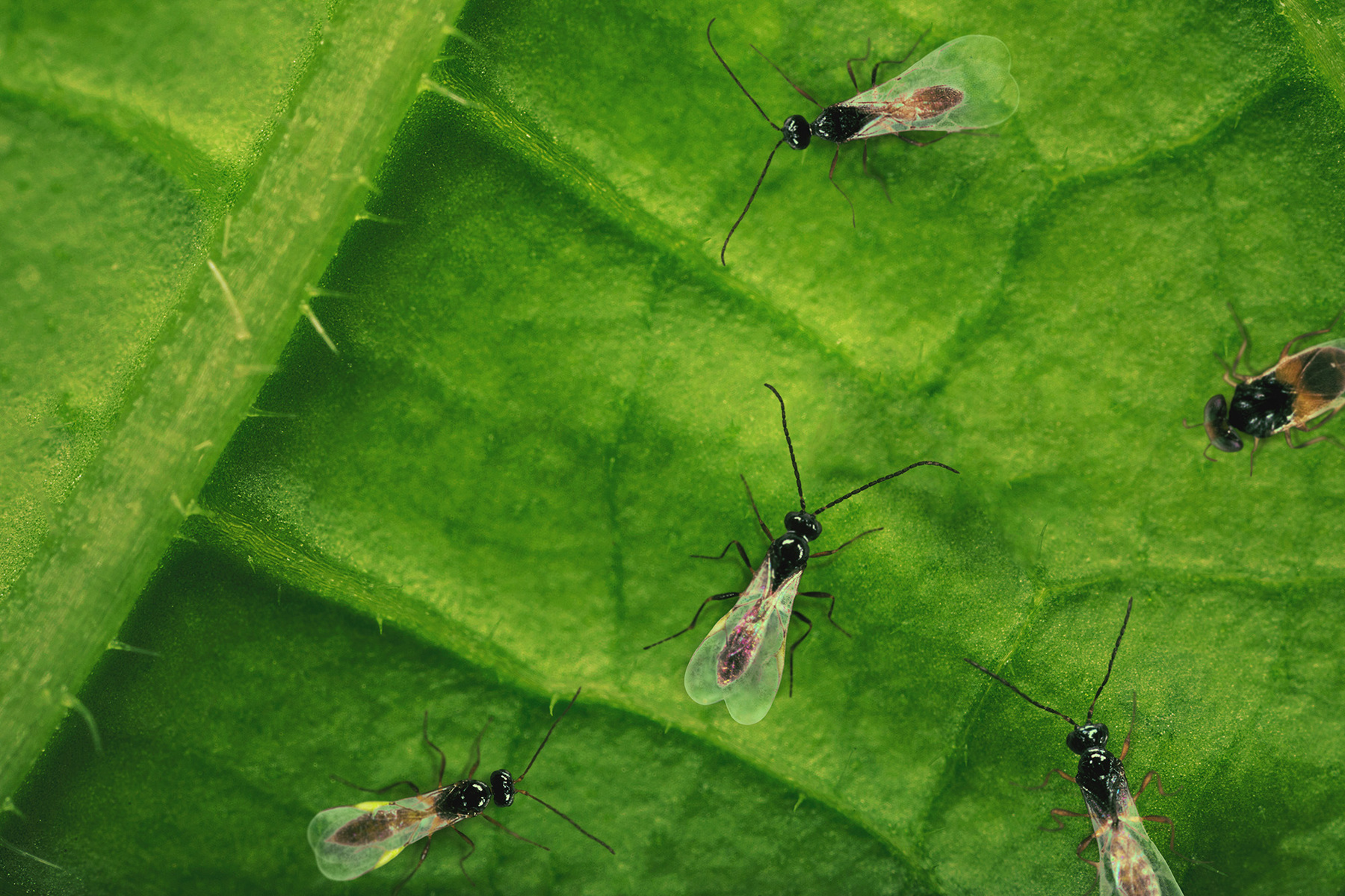Les Parasitoïdes pour le Contrôle Des Ravageurs