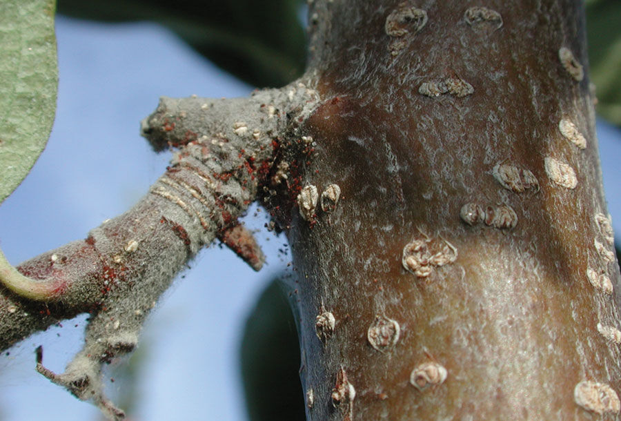 Tétranyque rouge des arbres fruitiers - Biocontrôle, dégâts et cycle de vie
