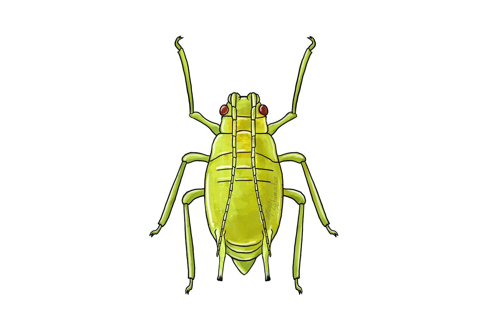 Pucerons - Biocontrôle, dégâts et cycle de vie