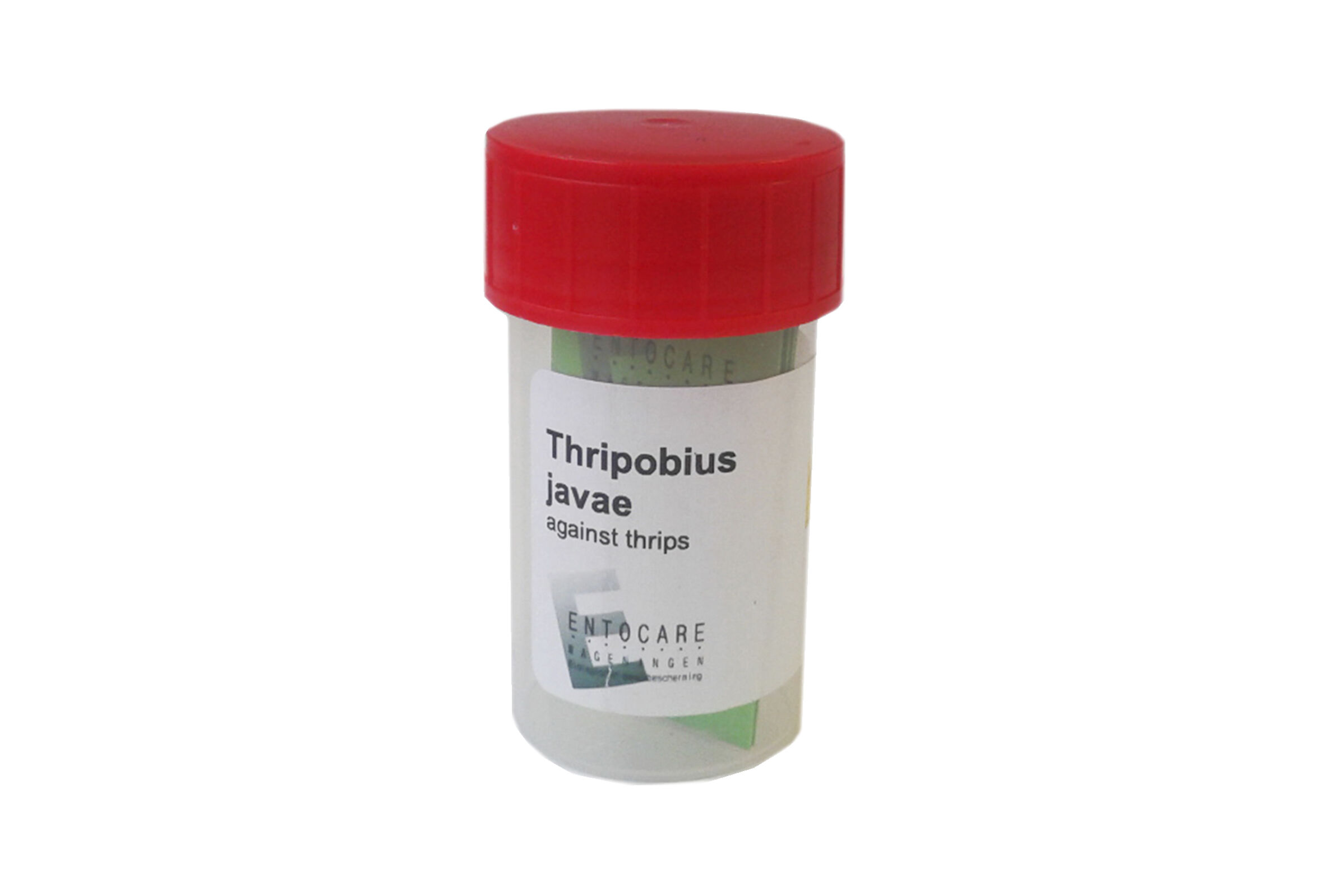 Thripobius semiluteus | Koppert Produits