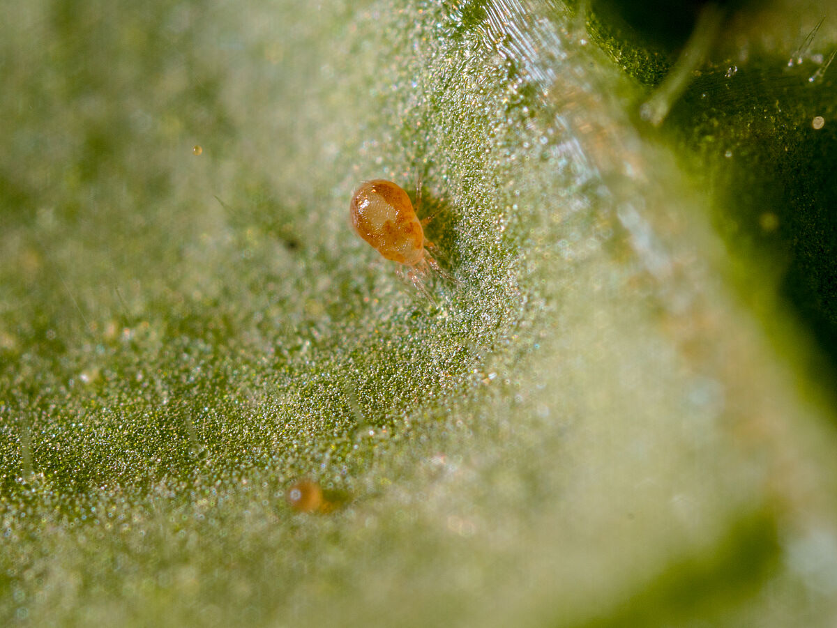 Spical | Lutte contre les tétranyques | Tétranyques prédateurs ...