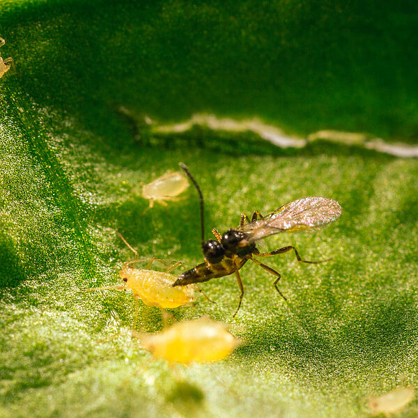 Aphidius ervi (Parasitoïdes) : Contrôle Biologique des Pucerons