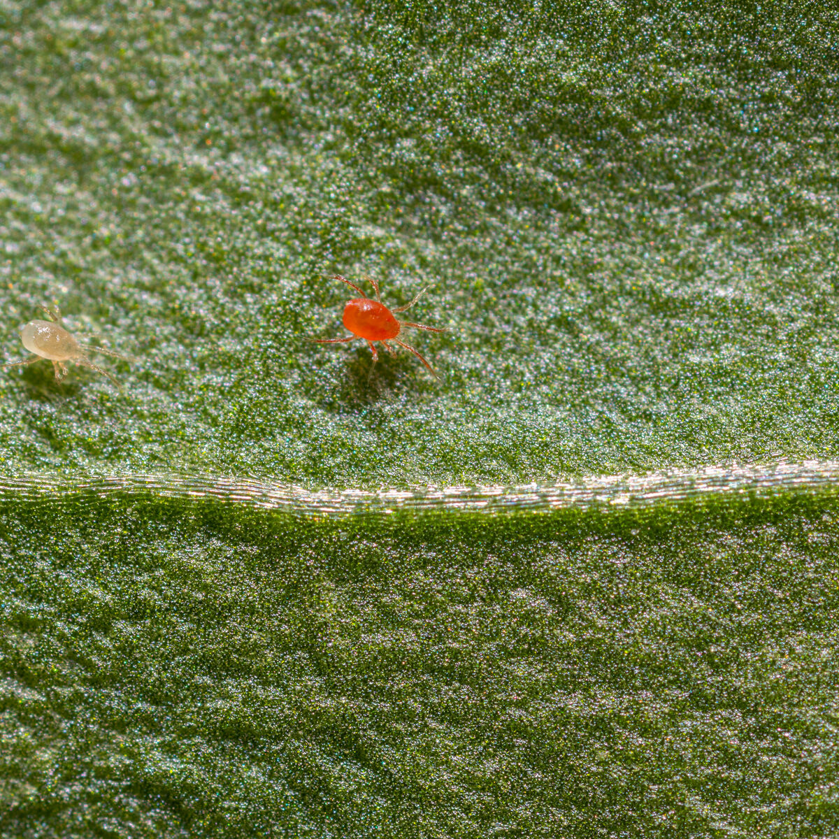 Spidex Vital | Lutte contre les tétranyques | Acariens prédateurs ...