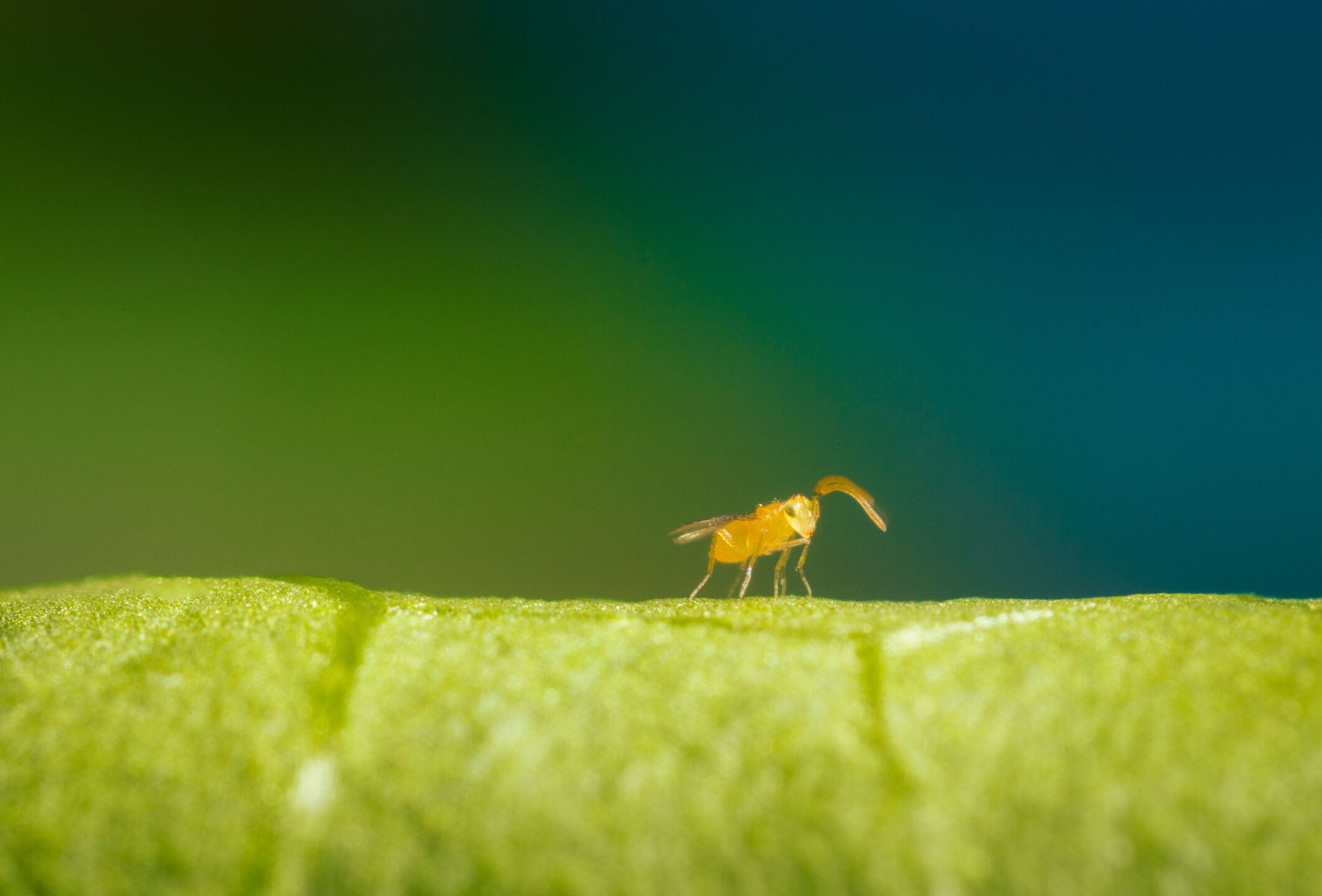 Eretmocerus eremicus (Parasitic Wasp): Biological Control of Whitefly
