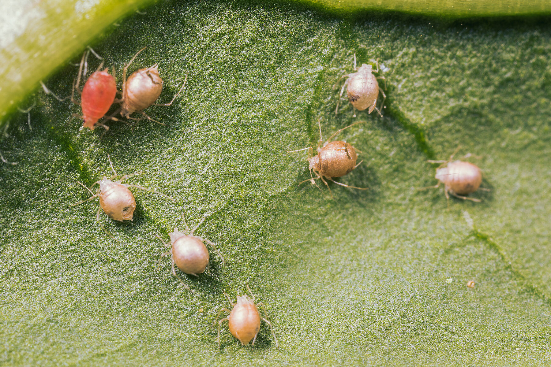Aphidius colemani (Parasitoïdes) : Contrôle Biologique des Pucerons