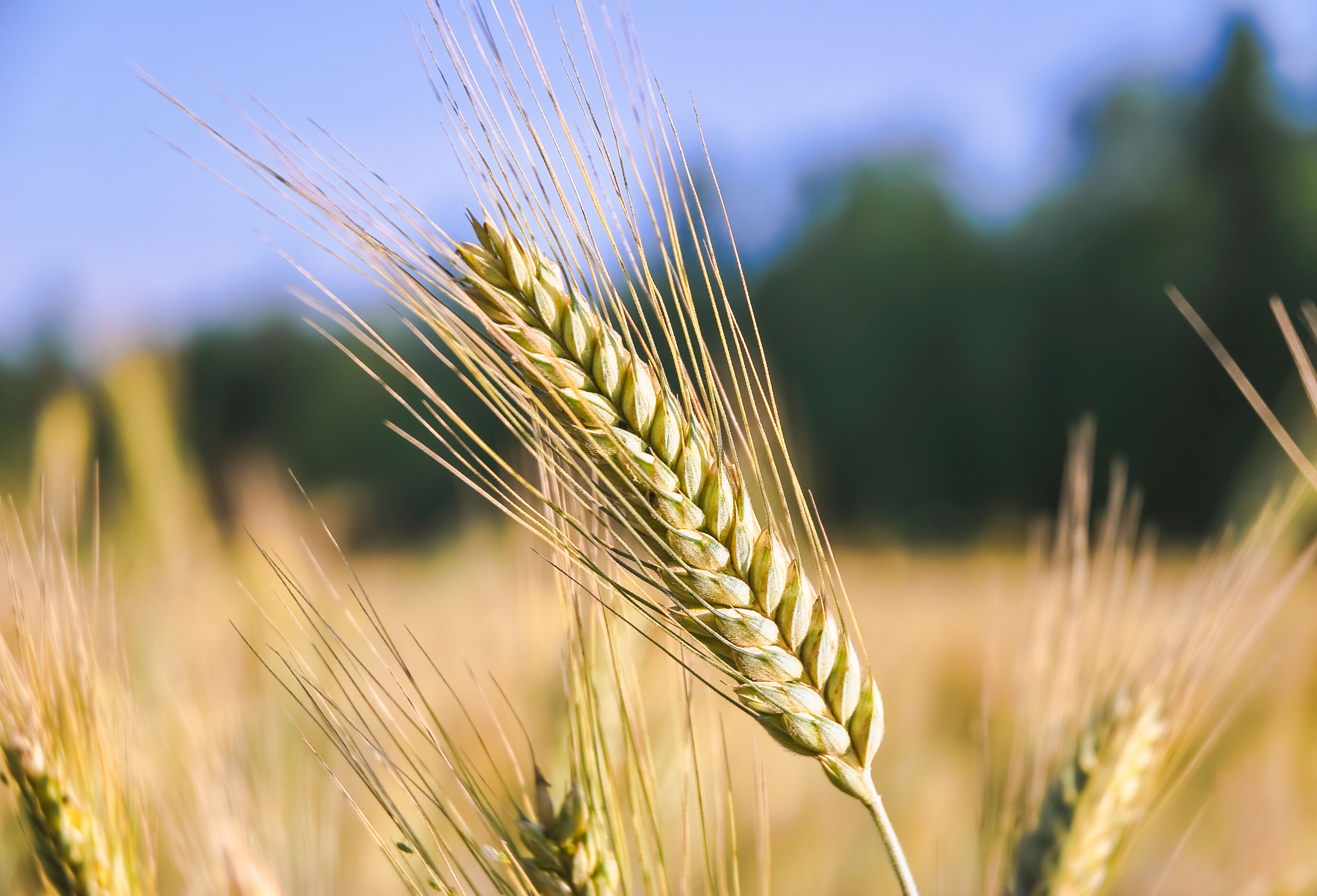 Seigle | Koppert France