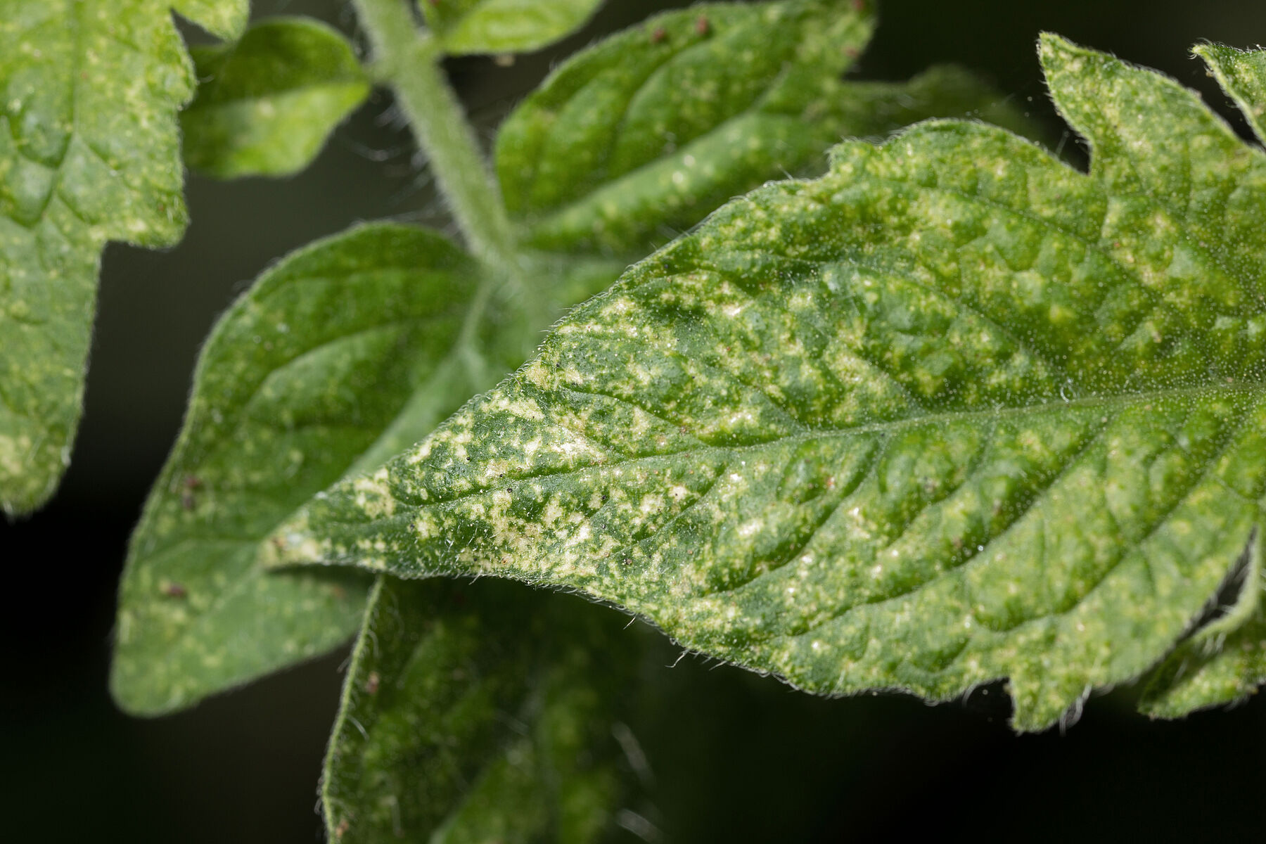 Acarien Prédateur : lutte efficace contre les Acariens Tétranyques ...