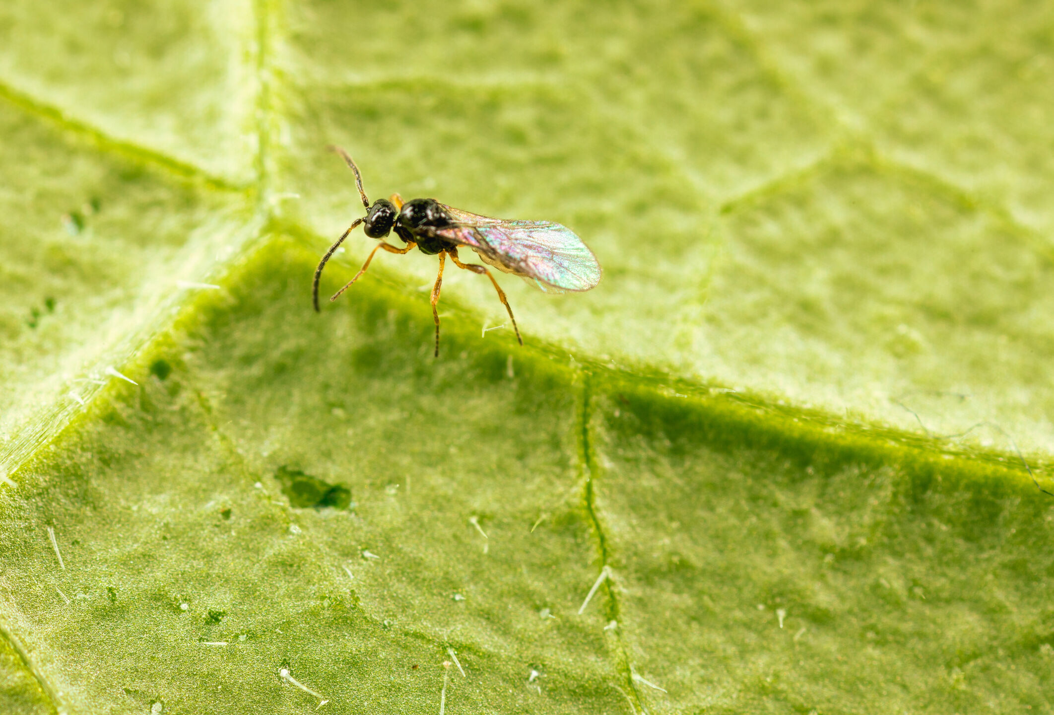 Ephedrus cerasicola (Parasitic Wasp): Biological Control of Aphids