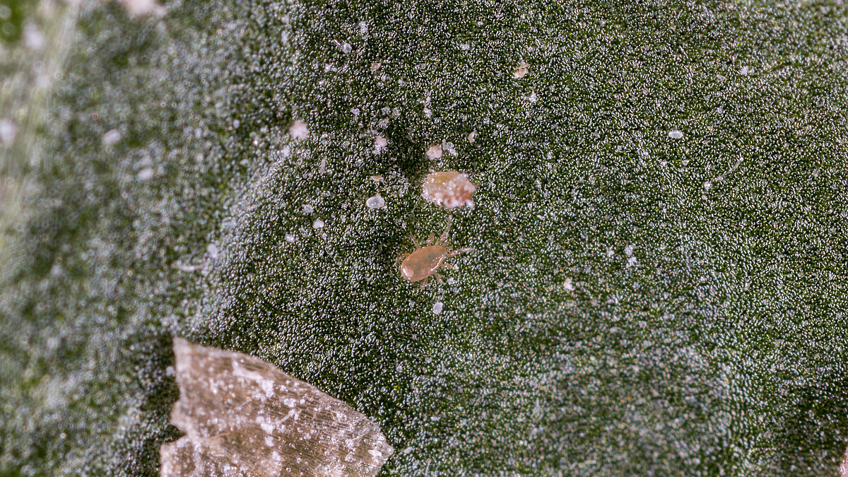 Thripex-Plus | Lutte contre les thrips | Acariens prédateurs ...