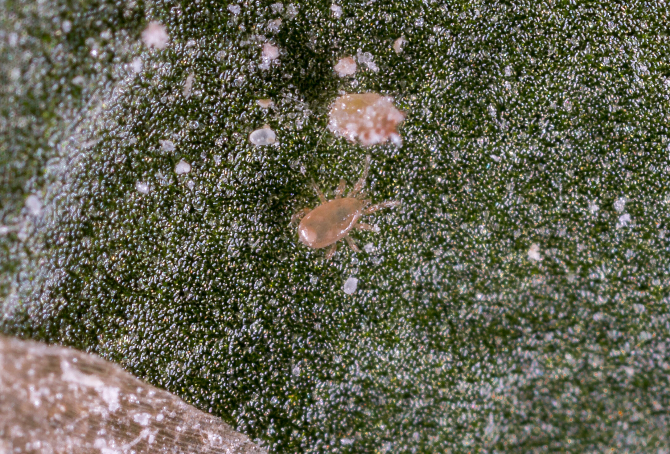 Thripex-Plus | Lutte contre les thrips | Acariens prédateurs ...