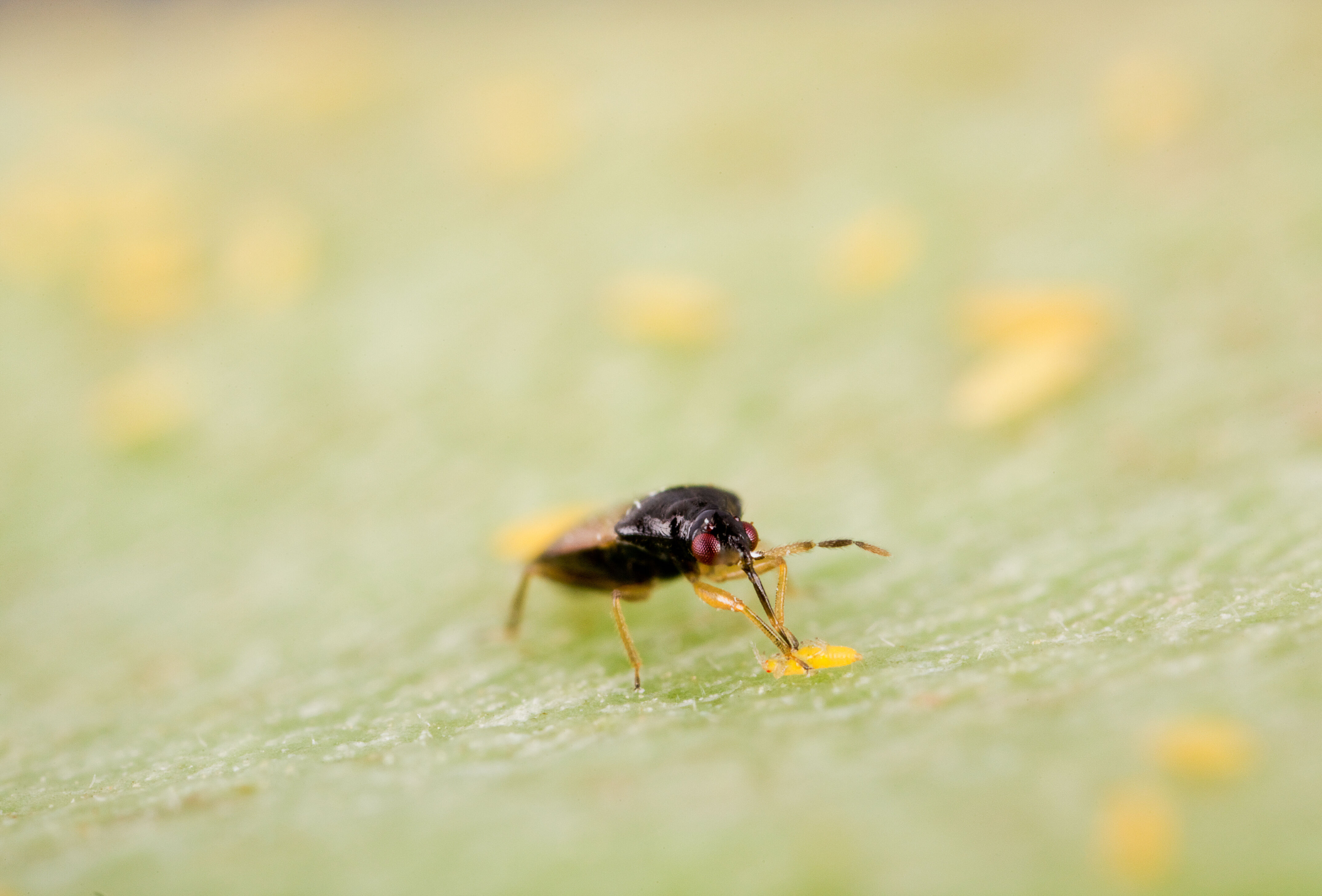 Insectes prédateurs pour le contrôle des Ravageurs