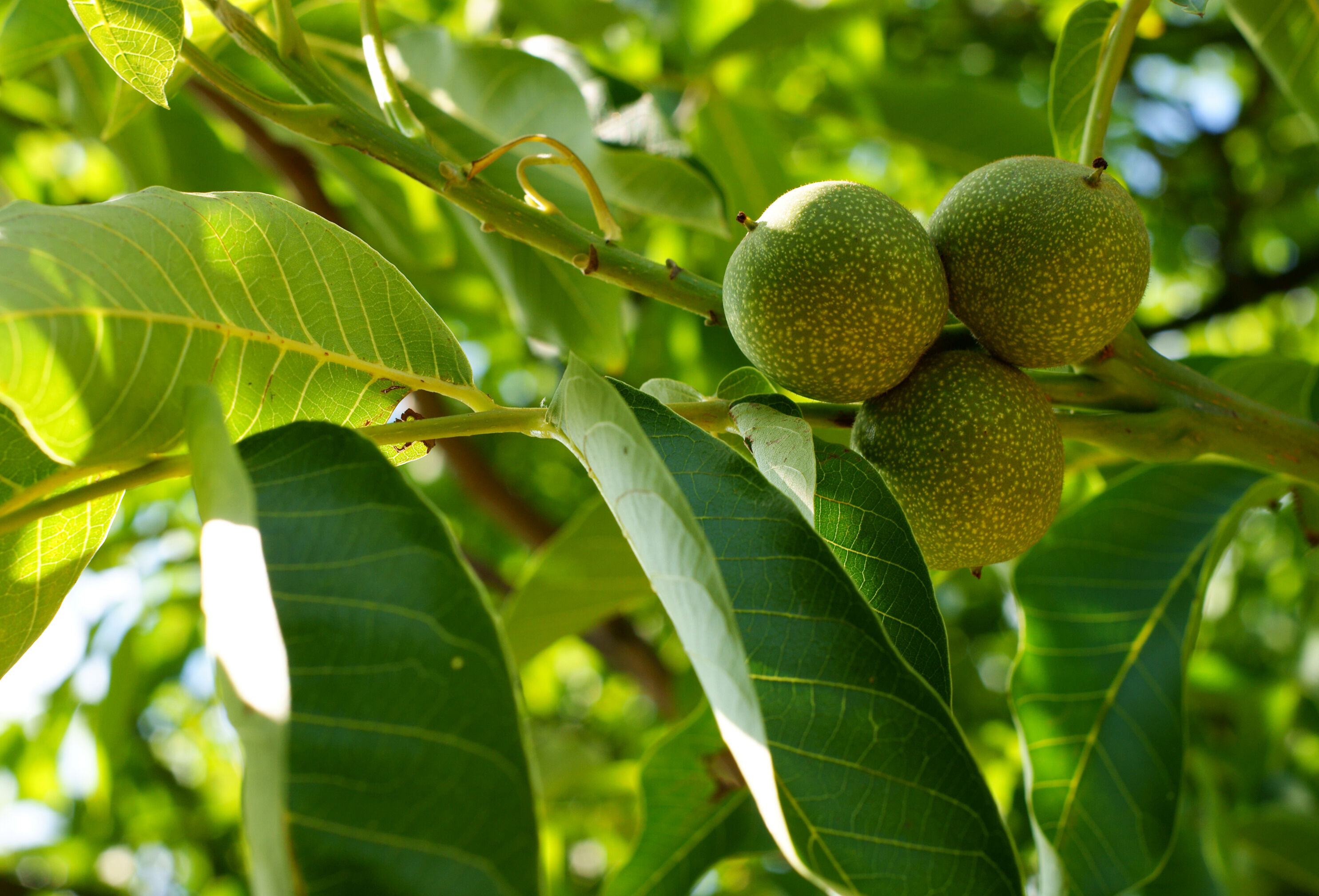 Noyer | Koppert France