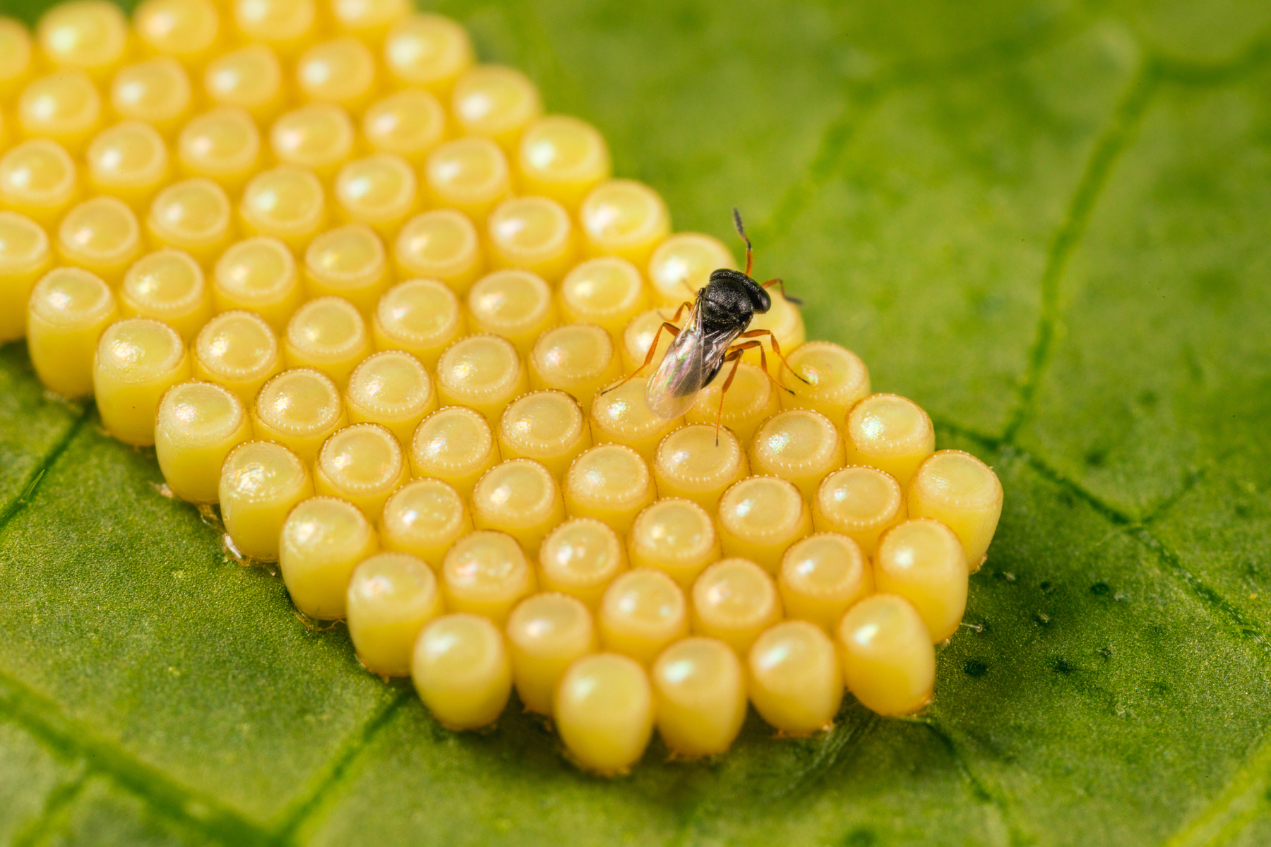 Lutte intégrée contre les parasites - Tout sur la lutte intégrée contre ...