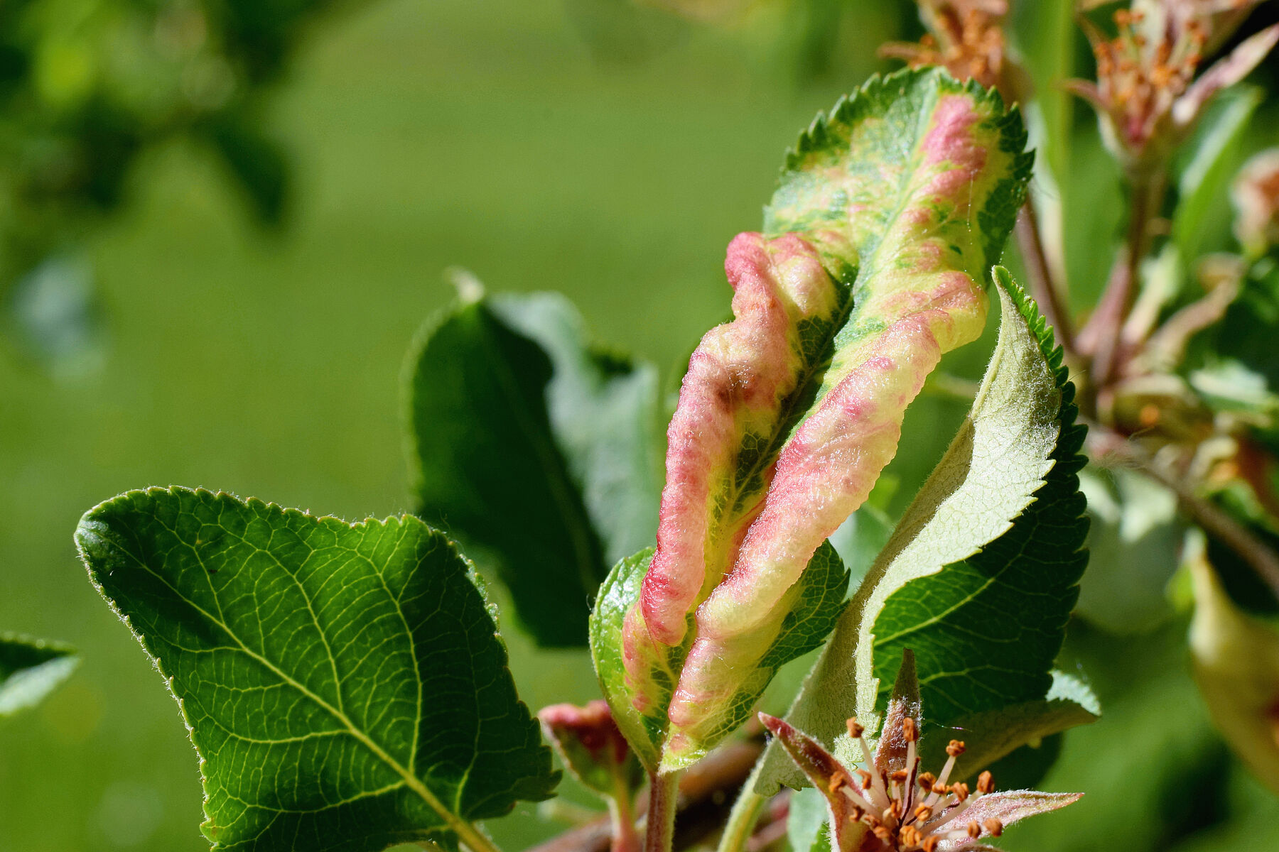 Puceron rose du pommier - Biocontrôle, dégâts et cycle de vie