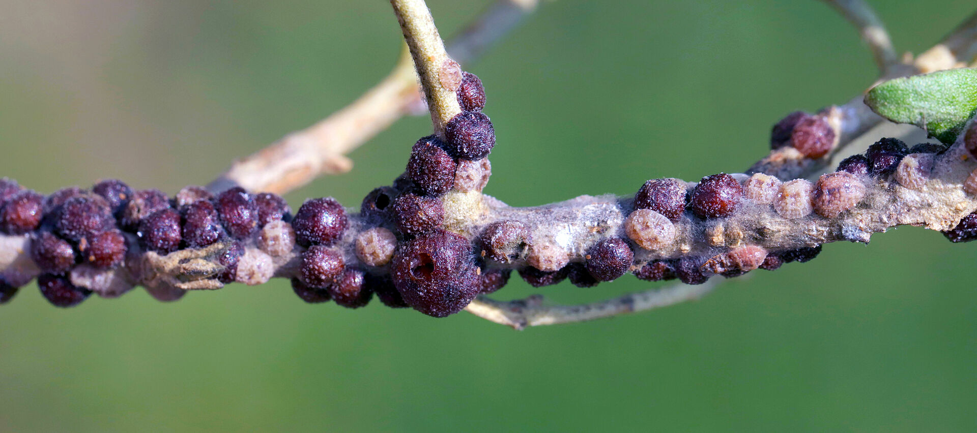 Cochenille de l'olivier - Biocontrôle, dégâts et cycle de vie