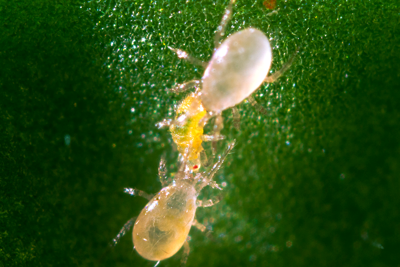 Koppert, leader des acariens prédateurs ! | Koppert France