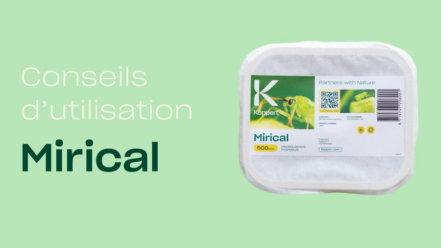 Mirical – une protection optimale contre les aleurodes grâce à un ...