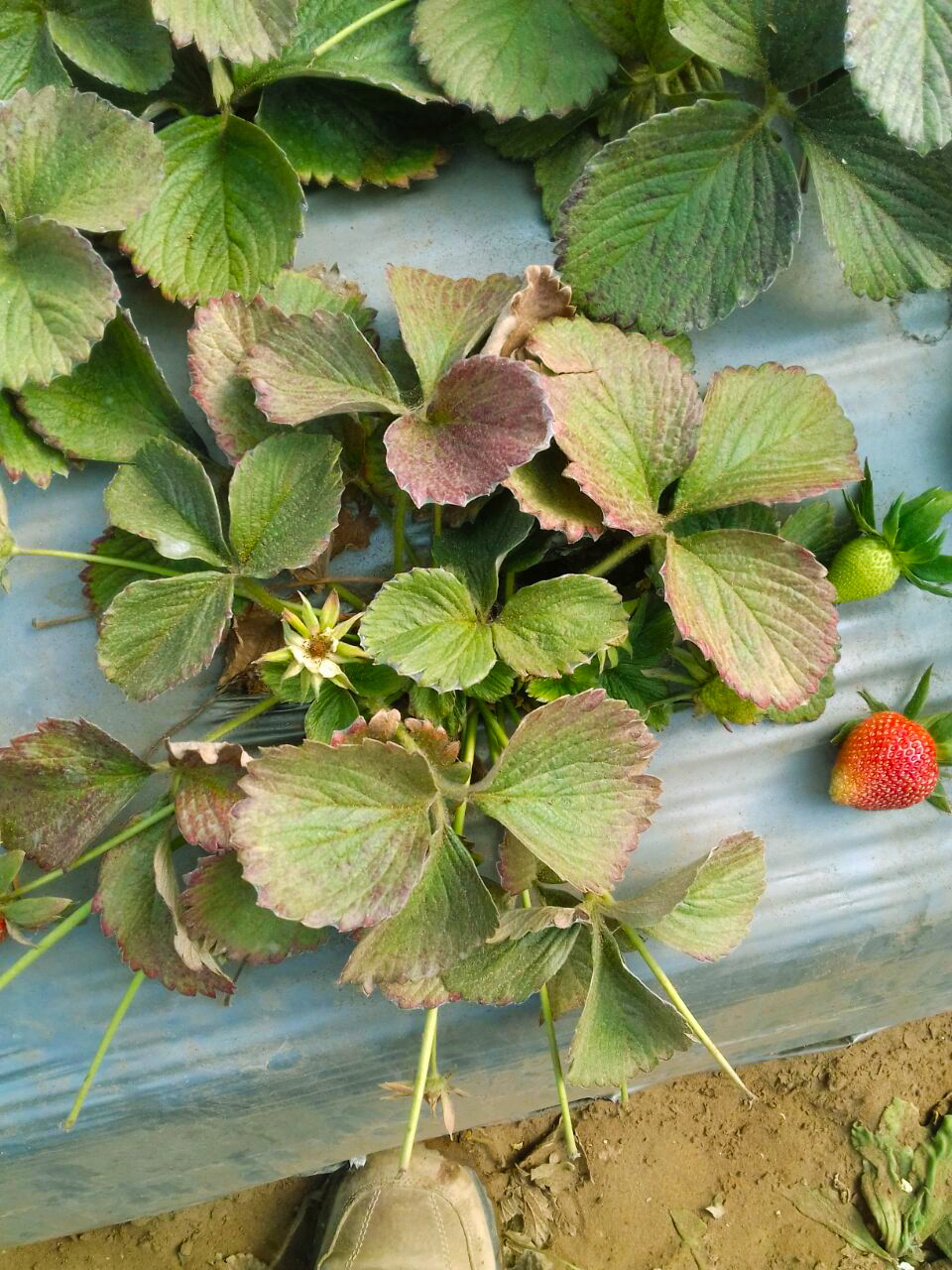 Tétranyque à deux points - Biocontrôle, dégâts et cycle de vie