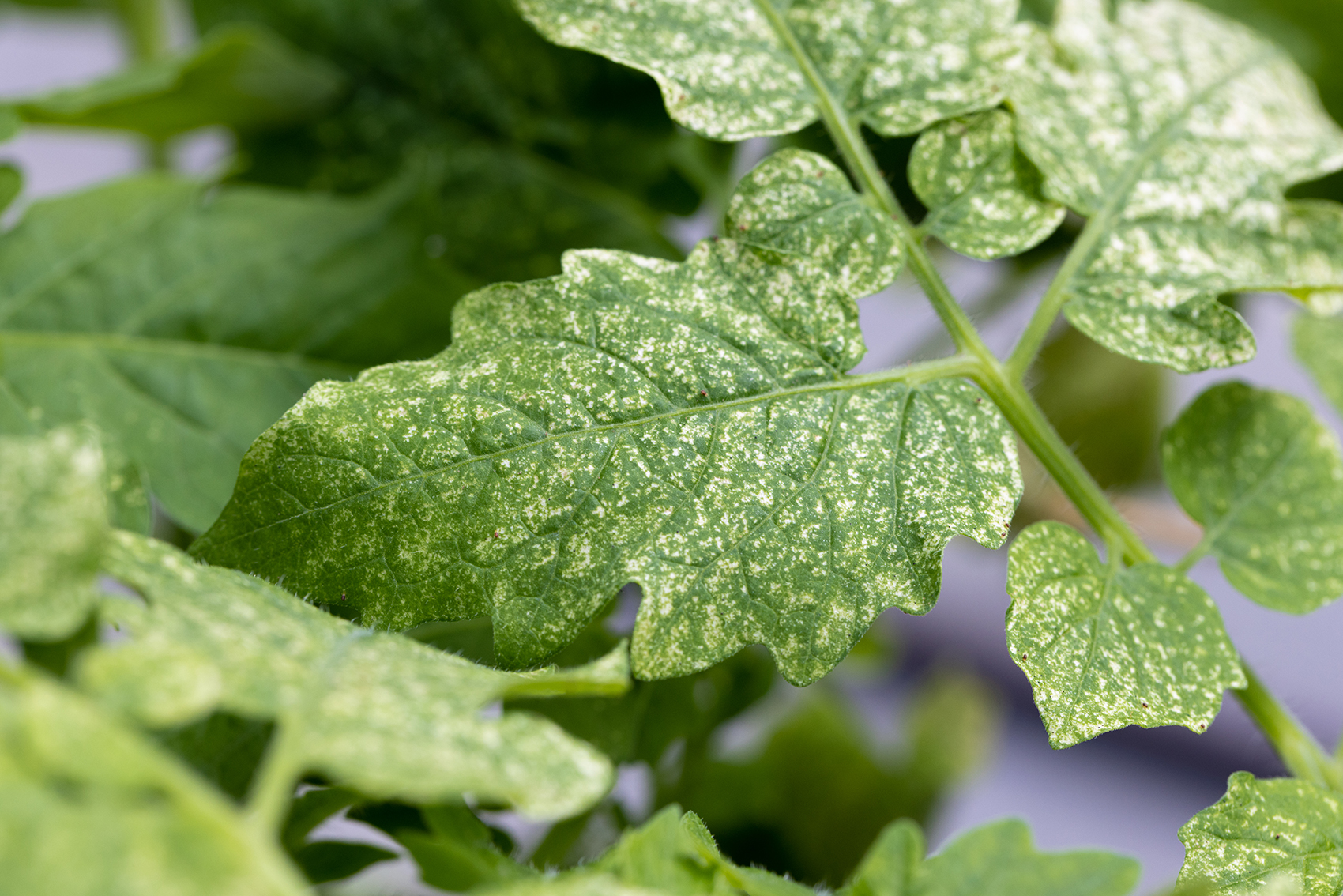 Acarien Prédateur : lutte efficace contre les Acariens Tétranyques ...