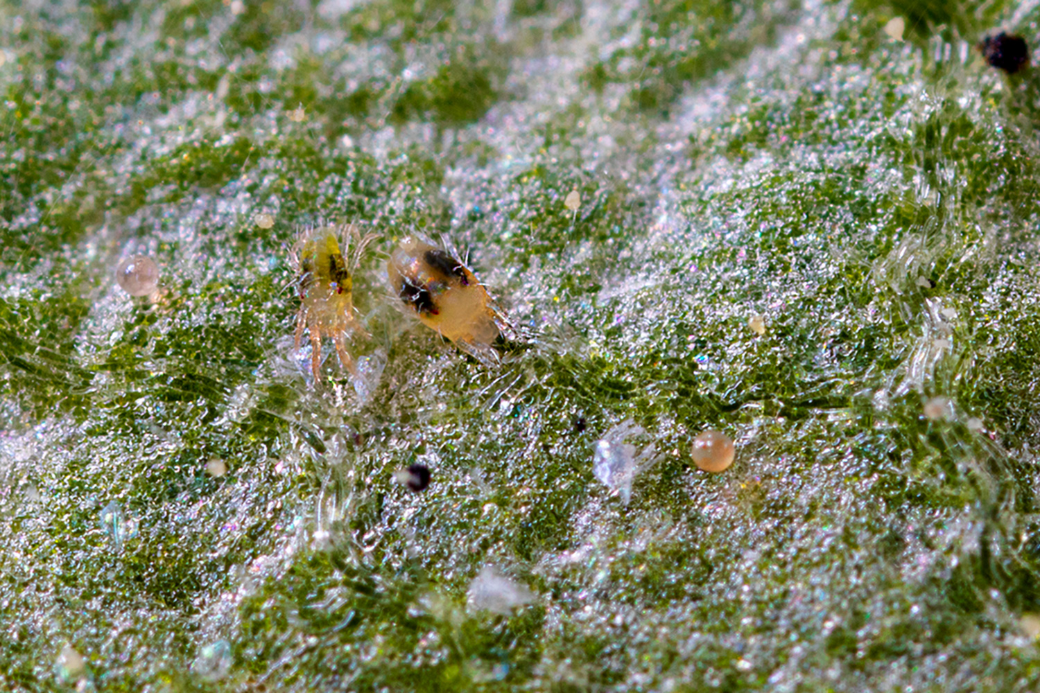 Acarien Prédateur : lutte efficace contre les Acariens Tétranyques ...